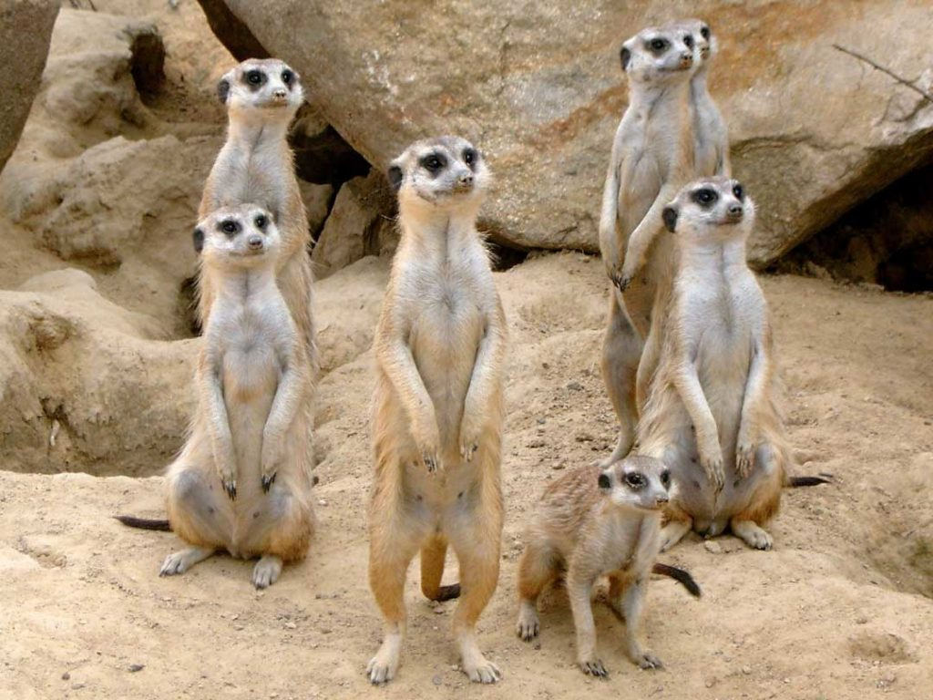 Exploring the Delicious World of Dessert Animals - A Guide to Unique Treats