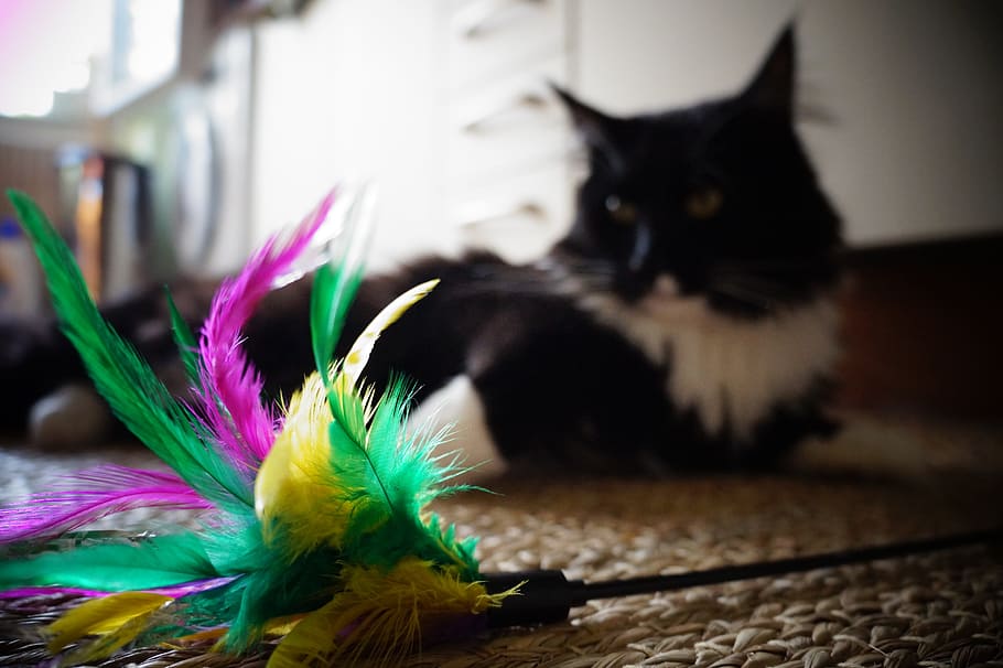 Choosing the Best Flying Bird Cat Toy for Your Feline Friend