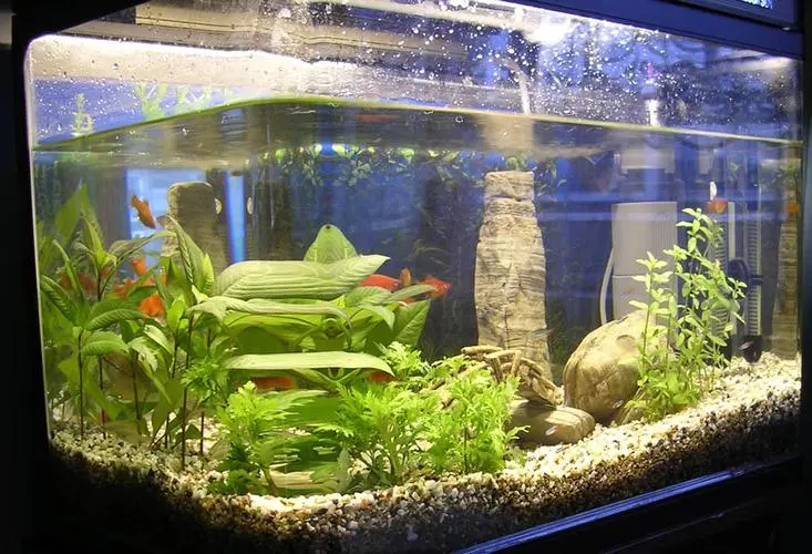 The Ultimate Guide to Buying Pacific Spiny Lumpsuckers for Your Home ...