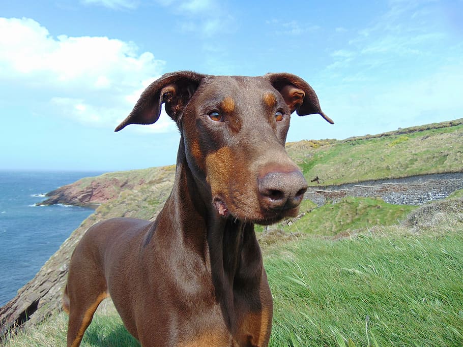 Why Chocolate Doberman is the Best Companion for Your Shopping Adventures