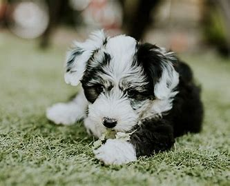 Unique Ways to Style Your Ozzy Doodle for a Fashionable Look