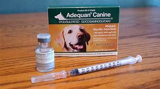 The Ultimate Guide to Adequan Injections for Dogs Benefits, Side ...