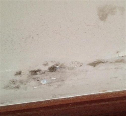 How to Get Rid of Wall Mold for Good