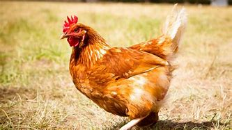 Why Isa Brown is the Best Chicken Breed for Your Backyard Flock?