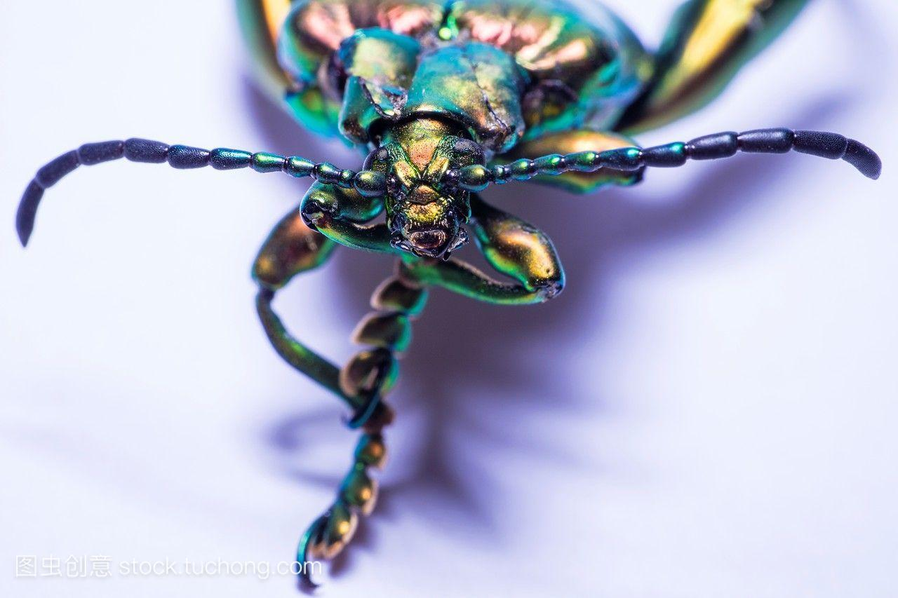 What is a Blue Death Feigning Beetle?