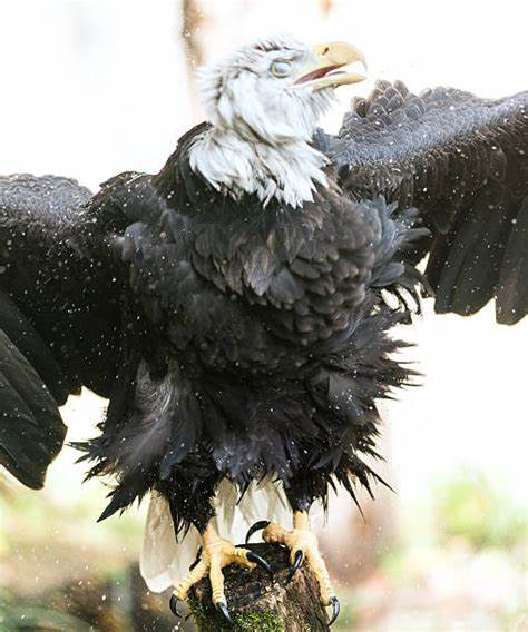 What is Dead Eagle and How to Shop for It?