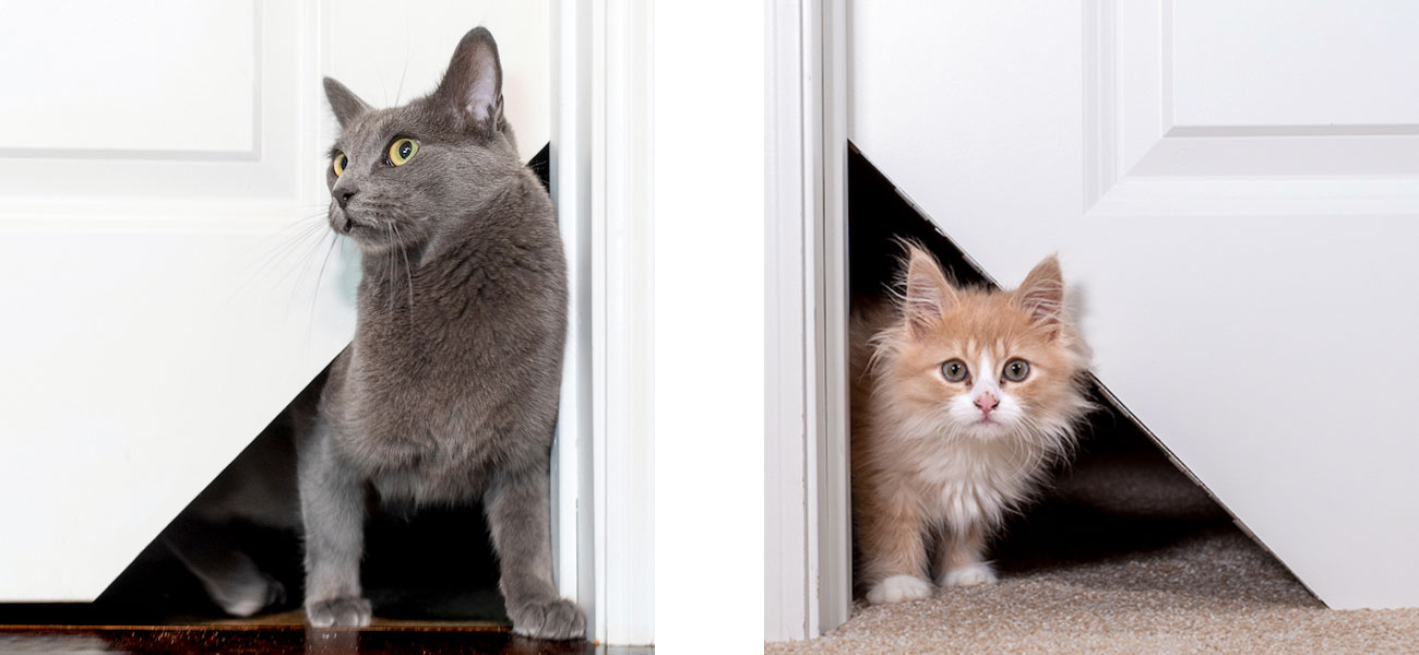 How to Create the Perfect Kitty Korner for Your Feline Friend