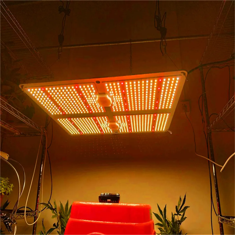What's the Best Lighting for Indoor Plants? A Comprehensive Guide.