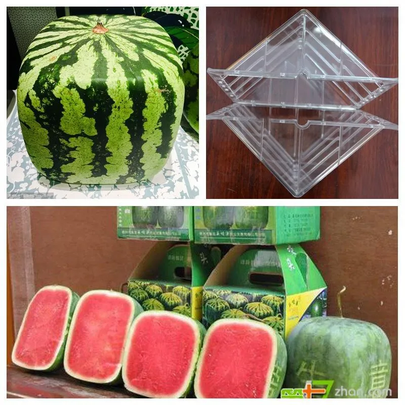 How To Grow Square Fruit