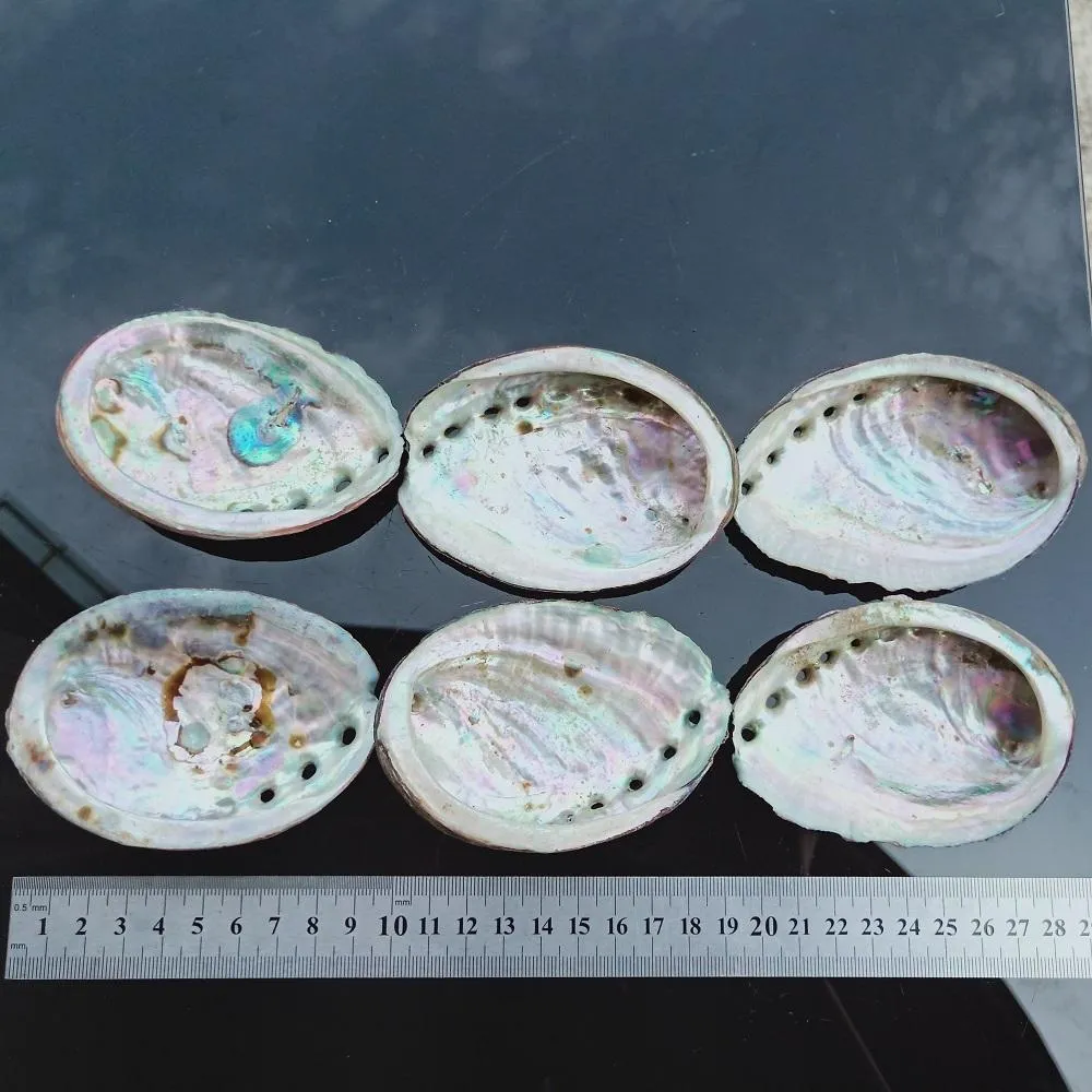 DHgate.com:2024Natural Abalone Seashells | 8-10cm | Home Décor | Beach ...