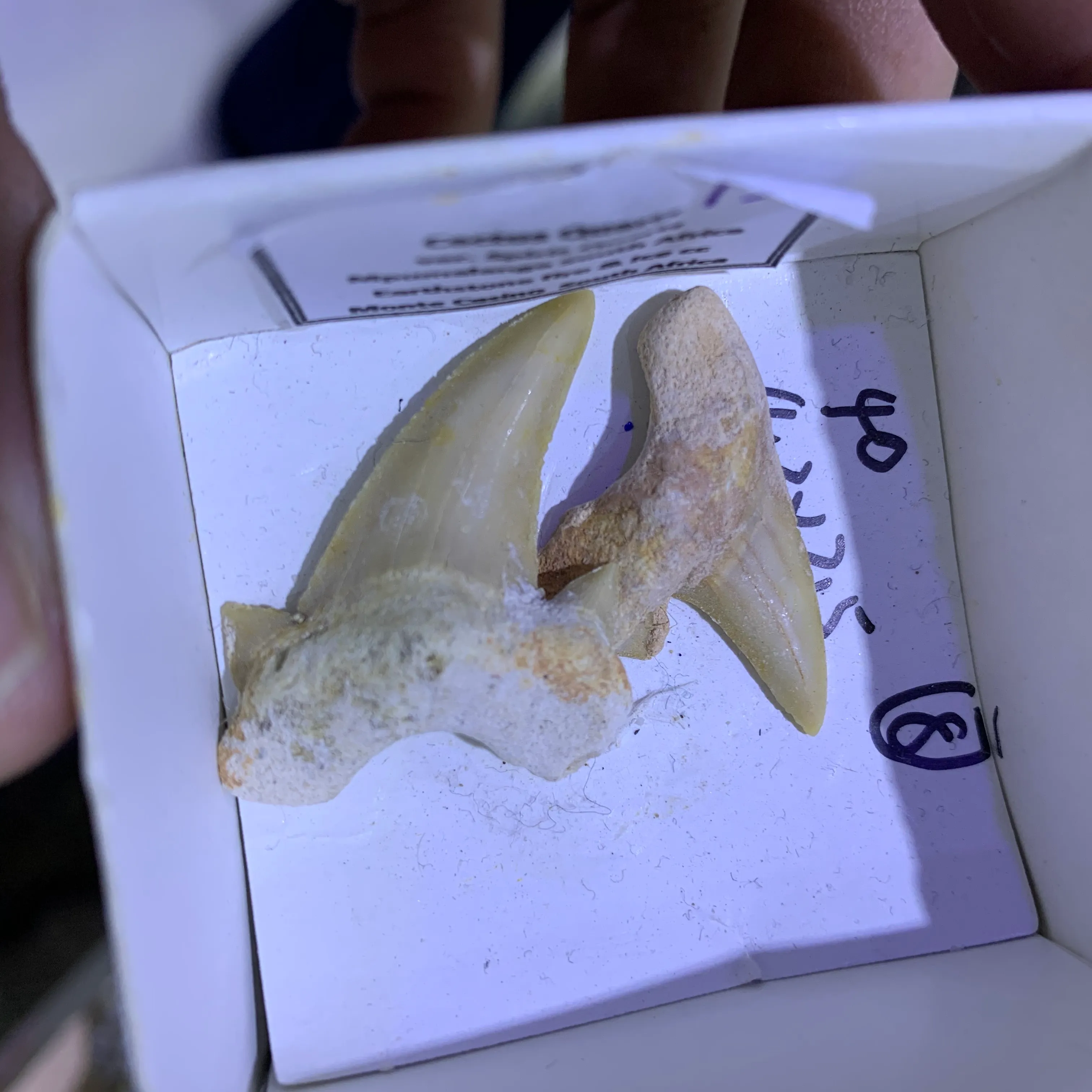 Authentic Shark Teeth - Natural Fossil Teeth, Rough & Sharp, Great for ...