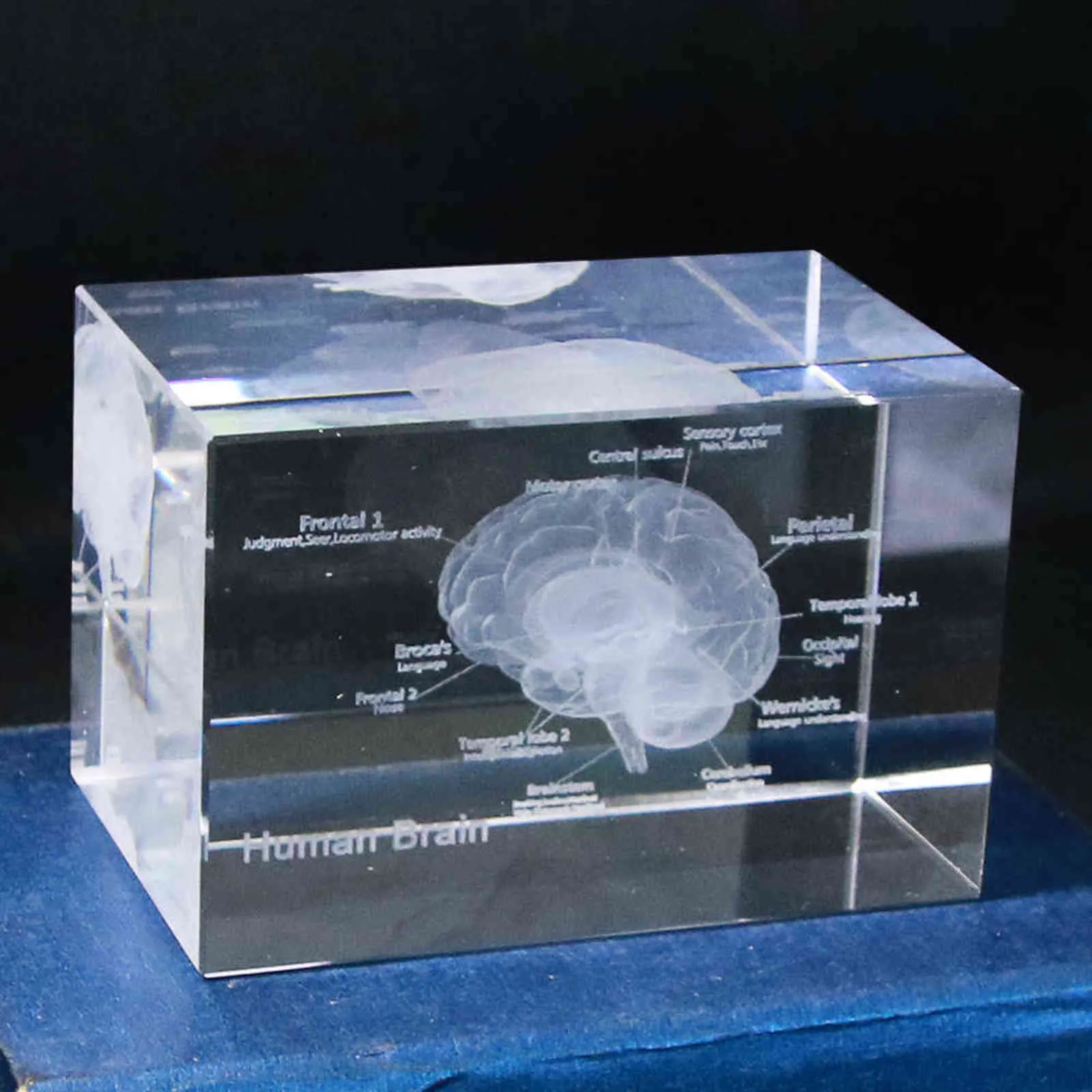 3D Human Brain Crystal Glass Cube Laser Etched Neurology Anatomy ...
