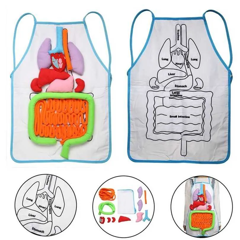 Anatomy Plastic Apron For Doctors Human Body Organs Awareness ...