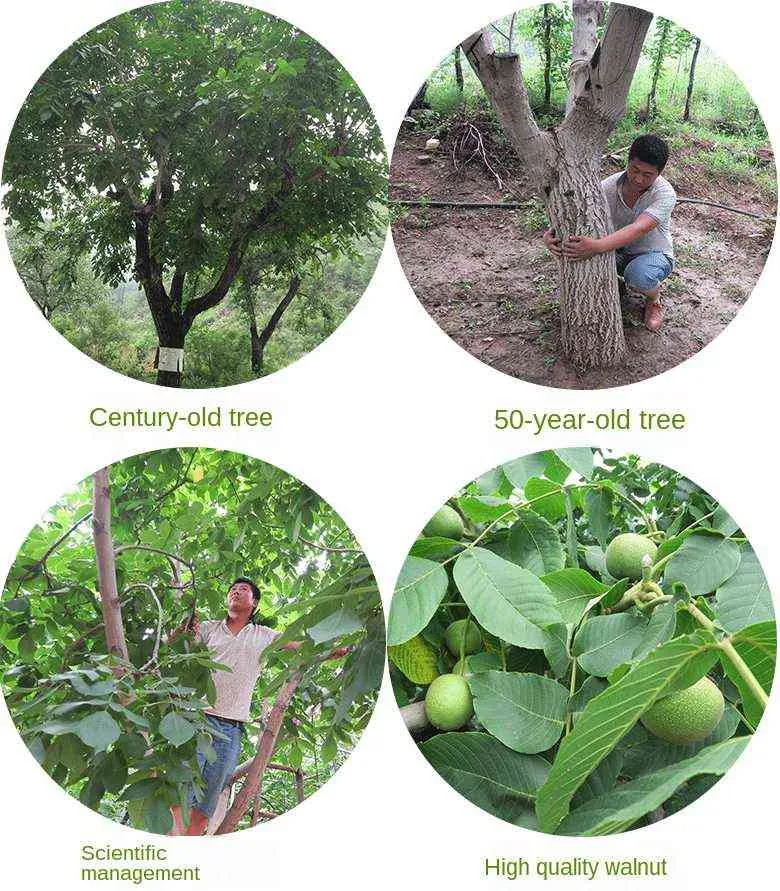 Wenwan Walnut Hand Balls Natural Chinese Walnuts For Hand Exercise ...