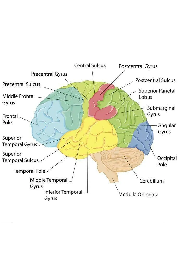 Anatomy Brain Diagram