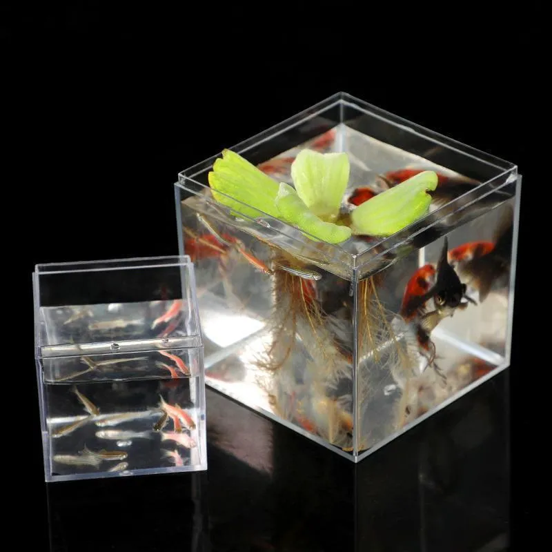 Isolation Show Fish Tank