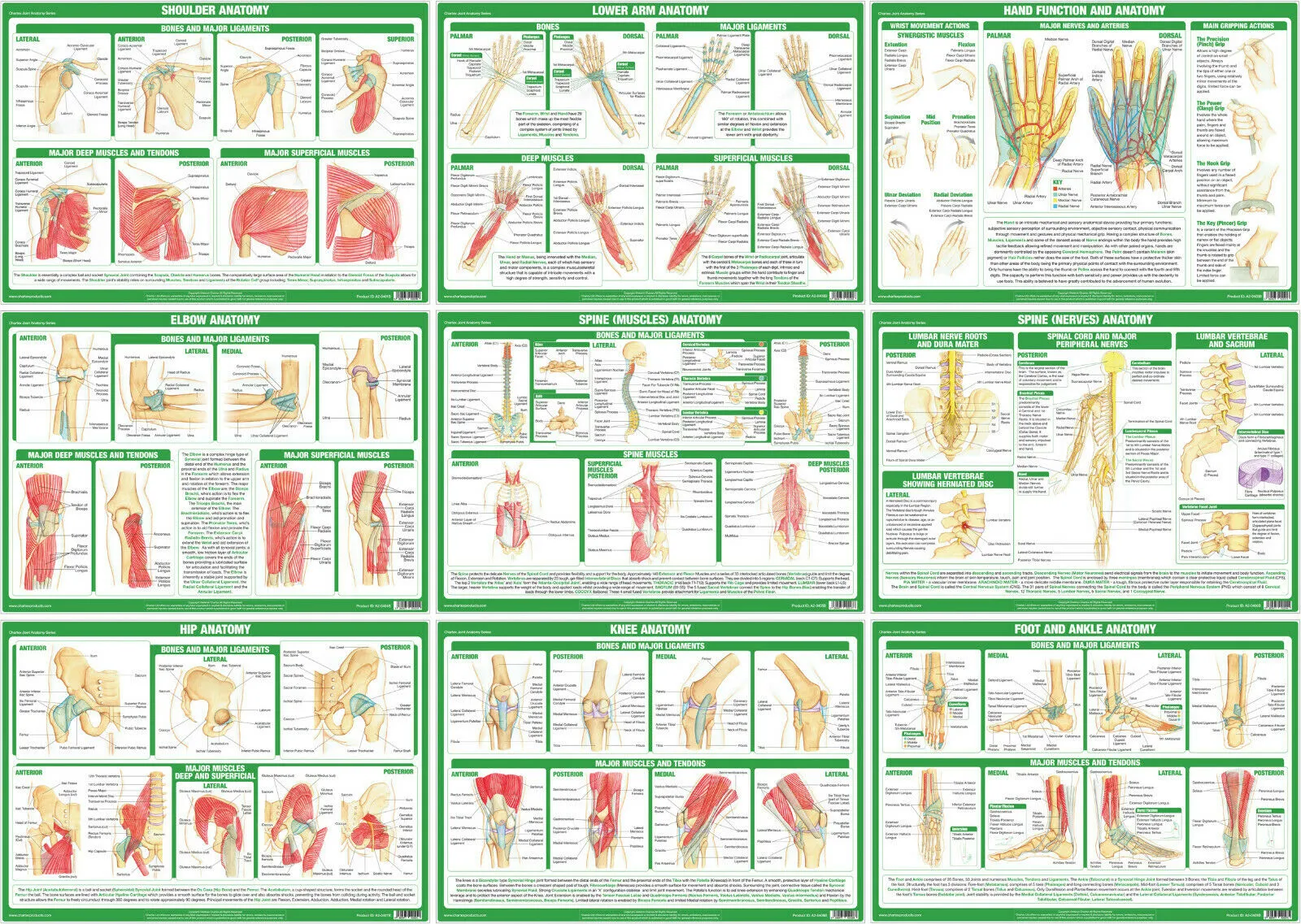Silk Human Anatomy Posters Illustrating Body Joints, Artistic Prints ...