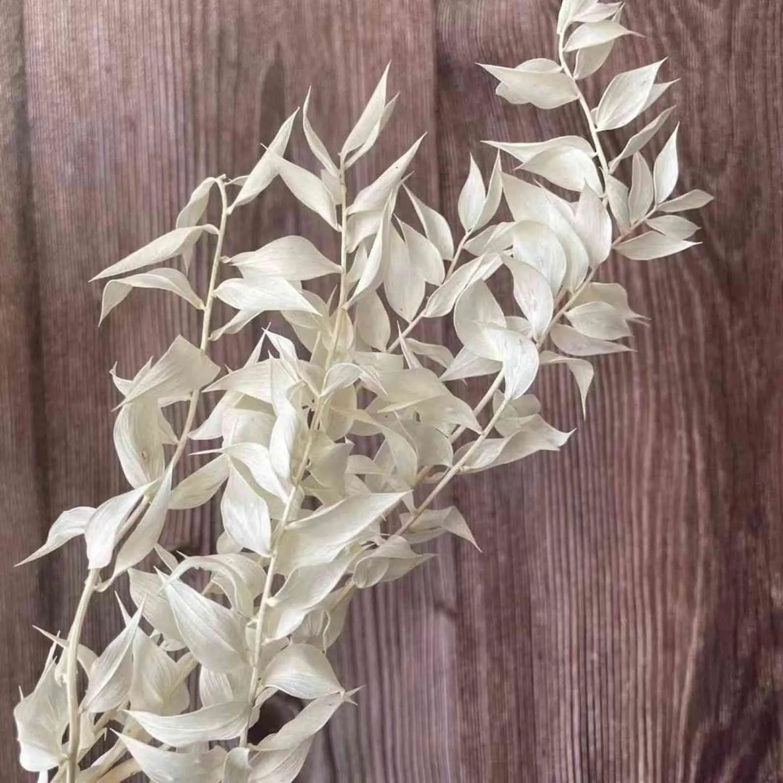 Decorative Dried Natural Ruscus Leaves Branch 20-24g, 35-45cm, Real Dry ...
