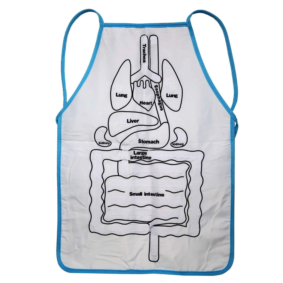 Educational Human Body Organs Apron For Kids Preschool Anatomy Teaching ...