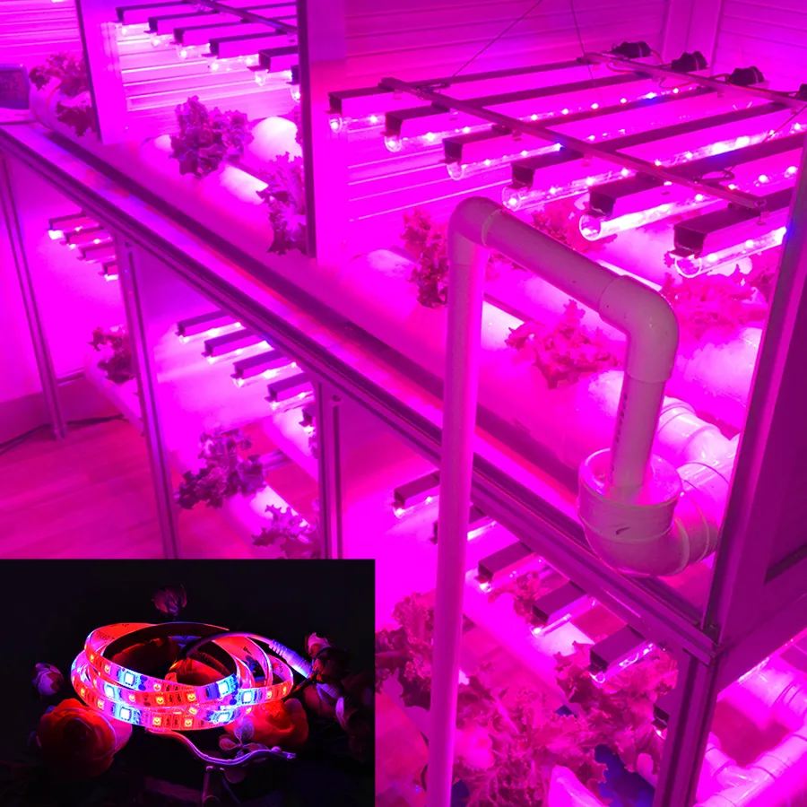 Full Spectrum LED Grow Light Strip For Indoor Plants 5m/10m 12V Phyto ...