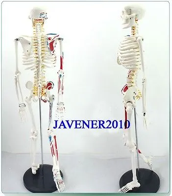 Figure Stands 85cm Human Anatomy Skeleton Model With Muscle Attachments ...