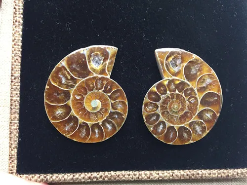 DHgate.com:1 Pair Natural Crystal Conch Slice Polished Fossil Specimen ...