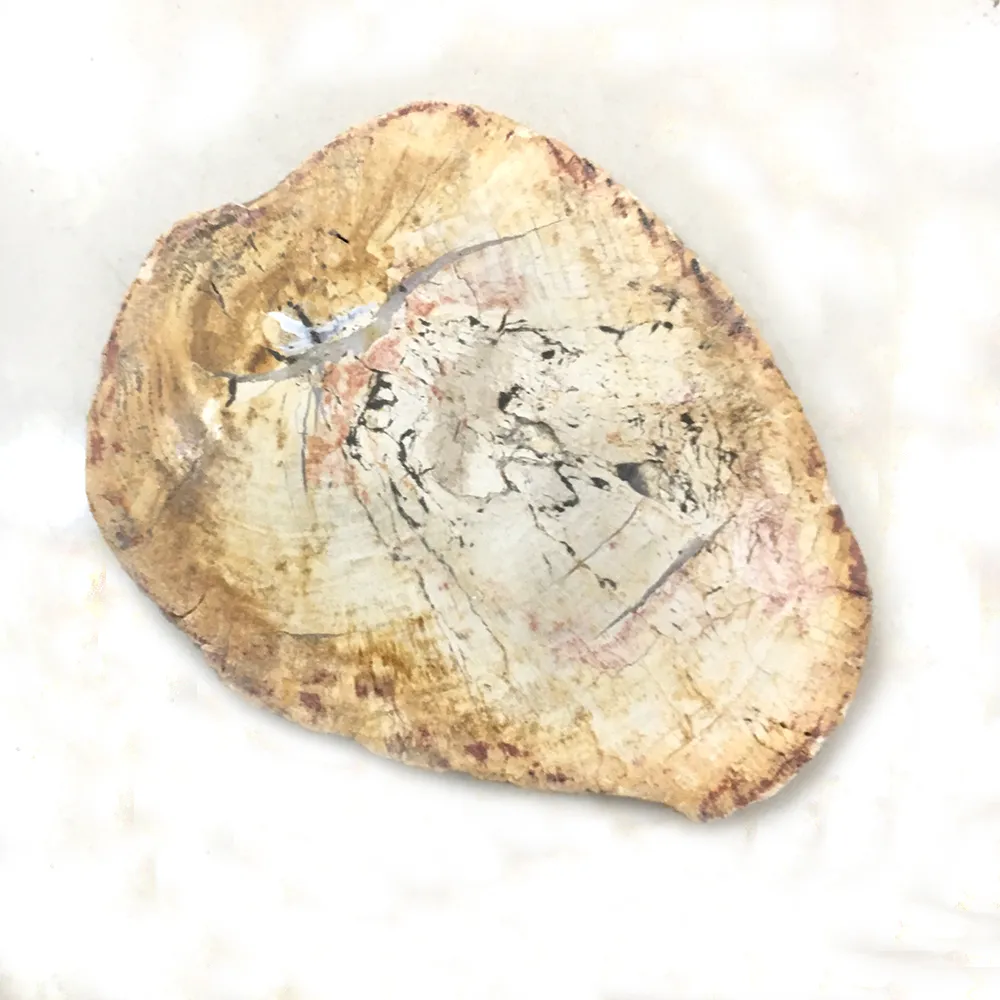 Antique Mineral Cup Mat With Natural Xylopal Fossil Slice Plate In ...