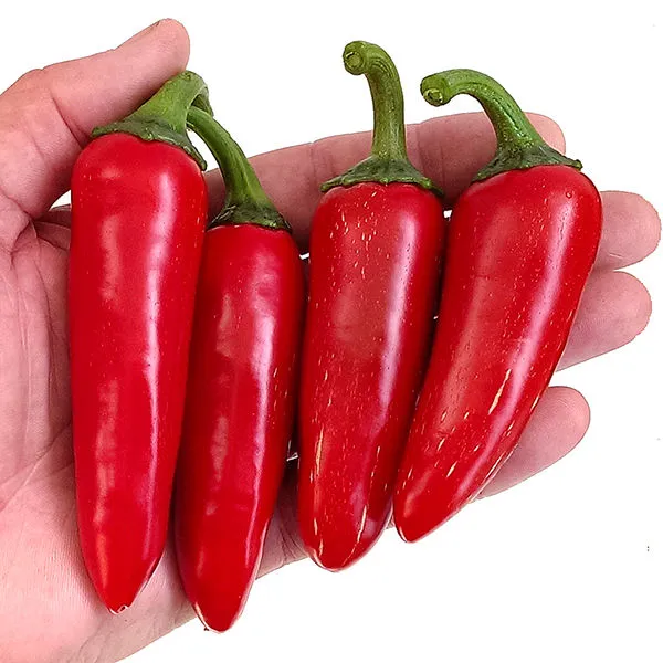 Graines De Piment Rouge Piment Jalapeno, 100 Graines / Paquet, Rare ...