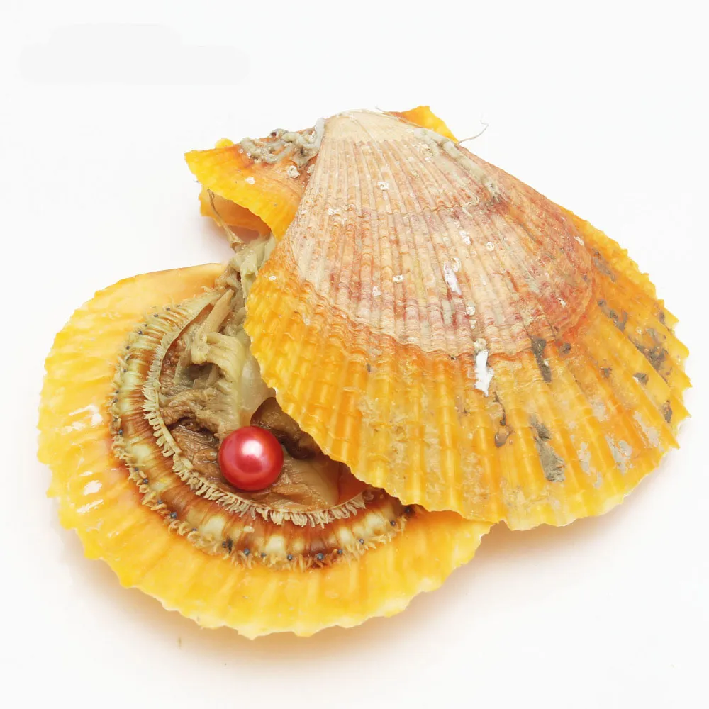 Wish Pearls: Akoya Red Shell 6 8mm Round Pearl Seawater Oysters ...