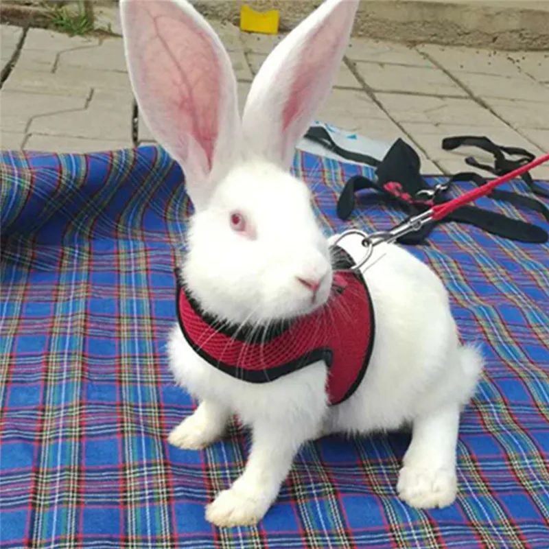 Small Animal Harness & Leash Set - Adjustable Rabbit Harness, Puppy ...