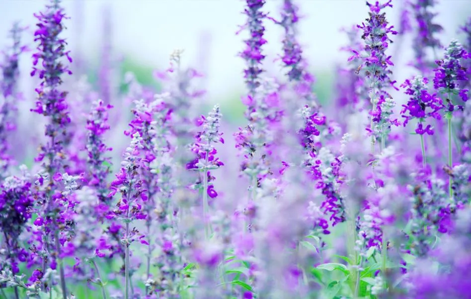 3D FLOR WALLPAPER MURAL: LAVANDA PACATA PATÓRIA DE PENAS DE De $247,35 ...
