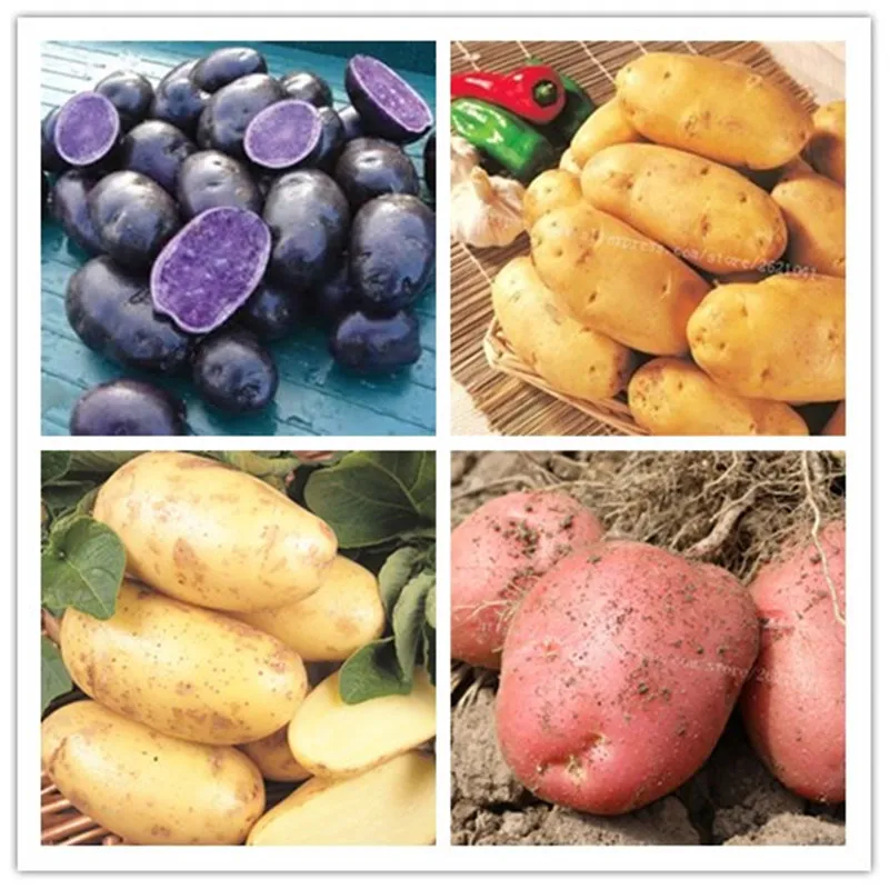 Vegetable Seed Starting Chart