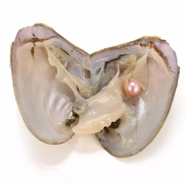 Perla De Ostra De Akoya DIY 2020, Perla Redonda De 6 8MM En Ostras ...