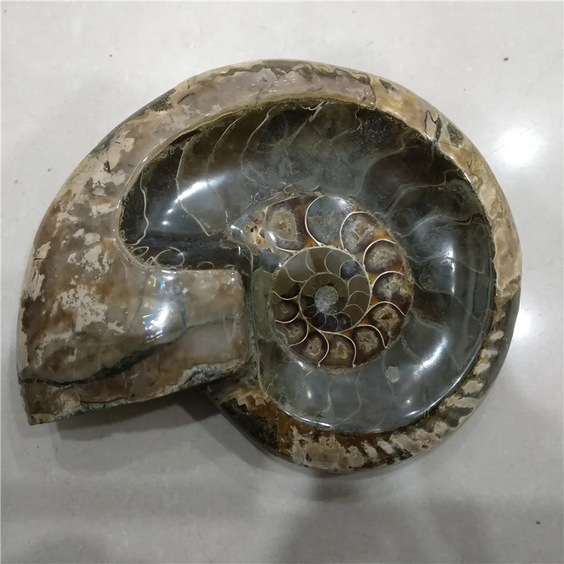 Natural ammonite shell fossil ashtray crystal stone specimen from ...