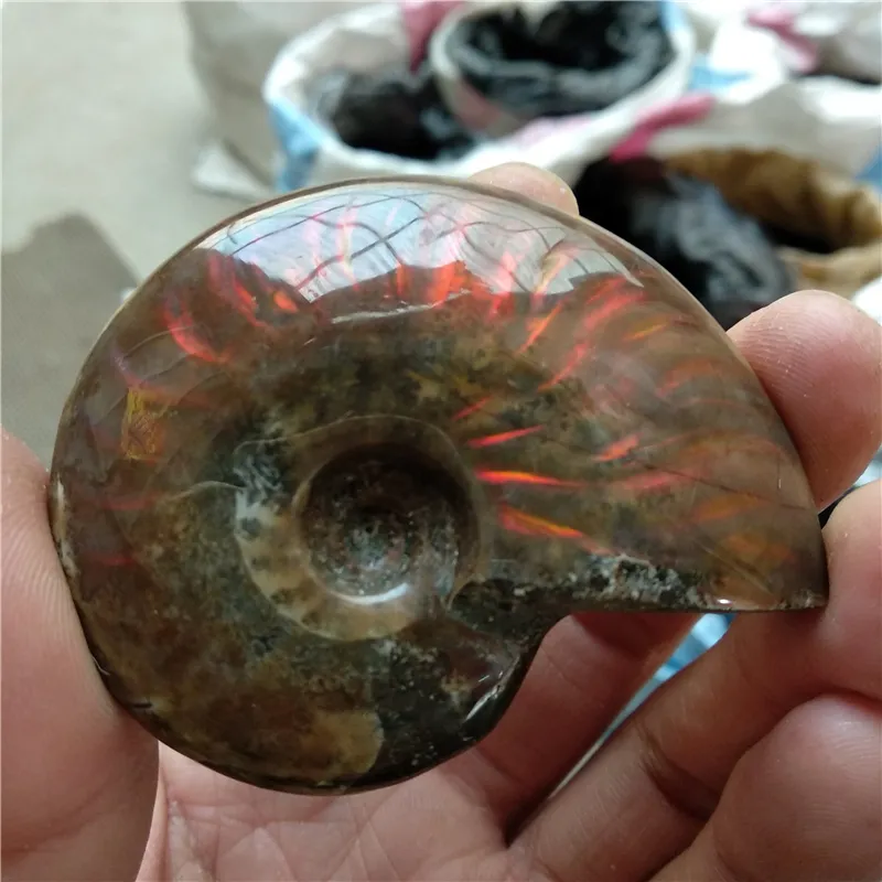 Natural Amethyst Rock Ammonite Conch Shell Fossil Healing Gemstone ...