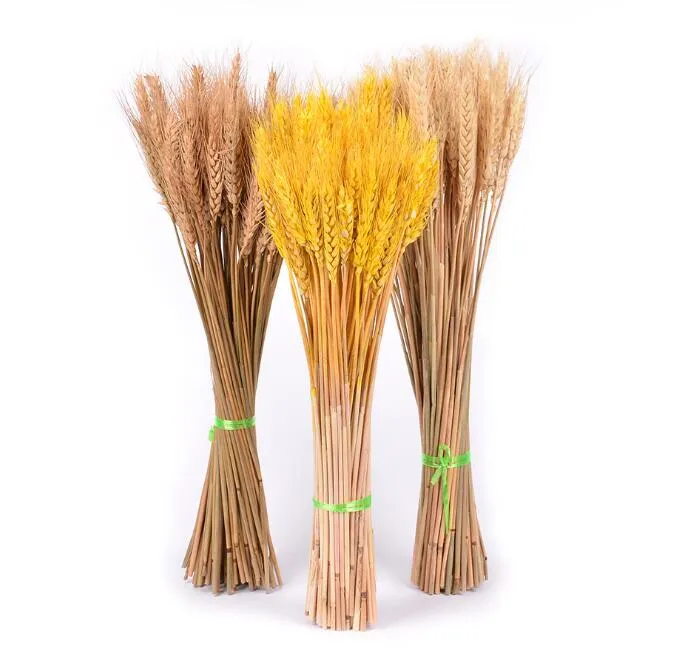 Wheat Stalks Decor: Natural Dried Wheat Ears Bouquet For Rustic Home ...