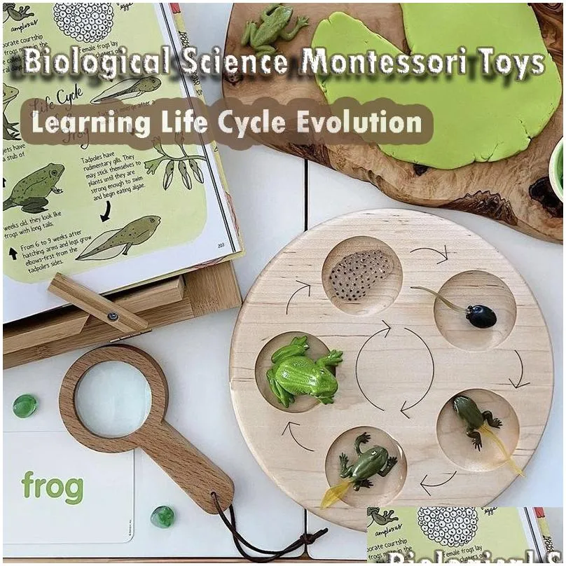 Montessori Life Cycle Board Kit Eunice Foote Discovery Disery With ...