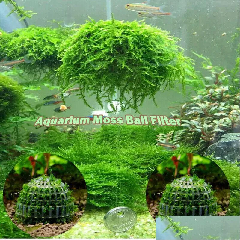 java moss ball