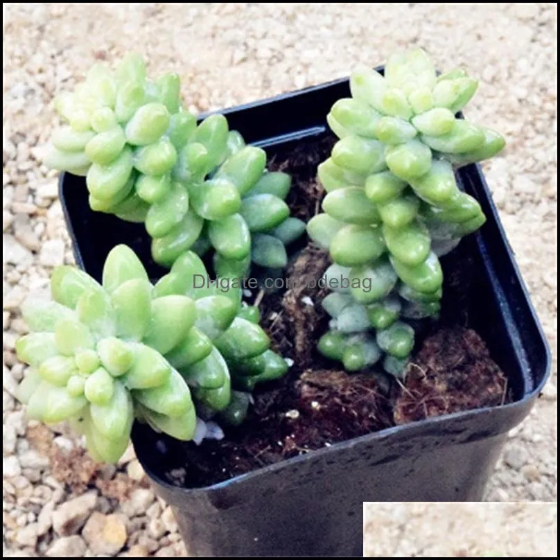 Garden Decorations Arrival Succents Plants Home Decoration Green Power ...
