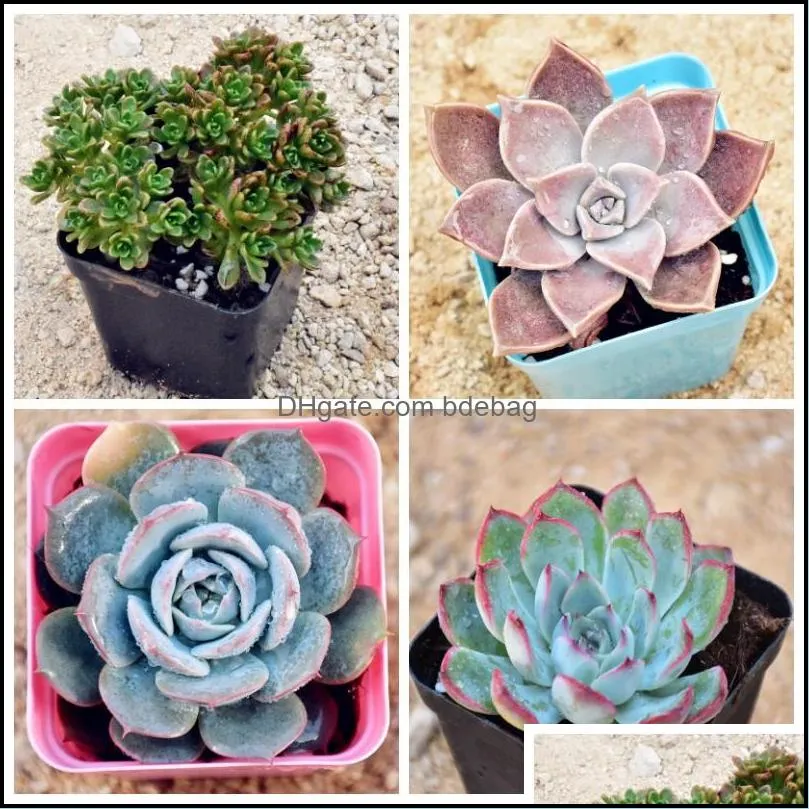Garden Decorations Arrival Succents Plants Home Decoration Green Power ...