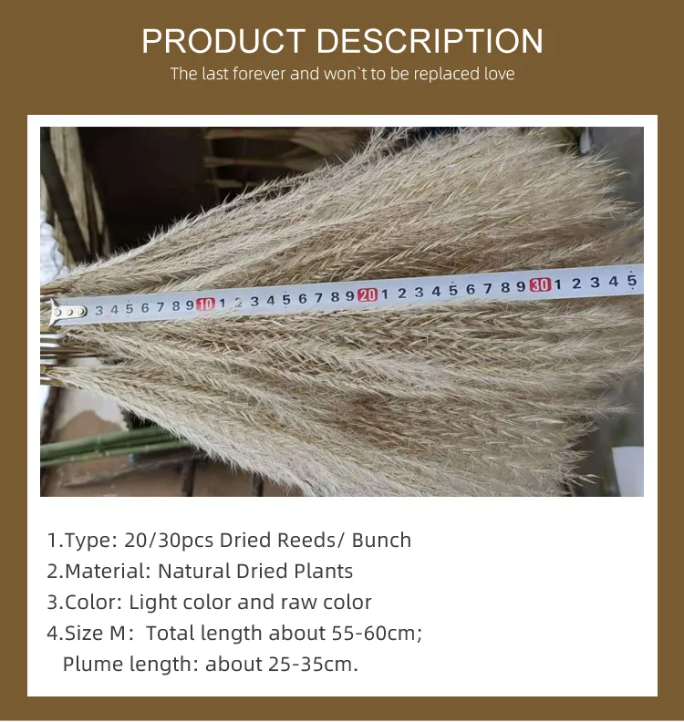 Natural Reed Pampas Grass Flower Bunch 30 Stems Raw Color Plume For ...