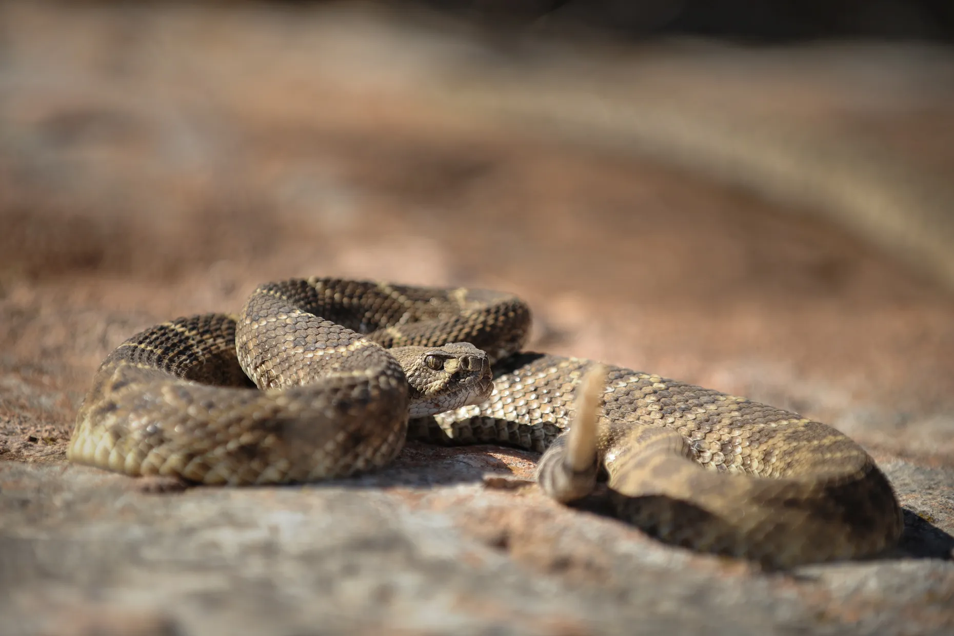 Everything You Need to Know About Rattlesnake Roundups
