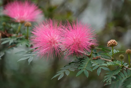 The Powder Puff Tree A Guide to Growing and Caring for this Beautiful Plant