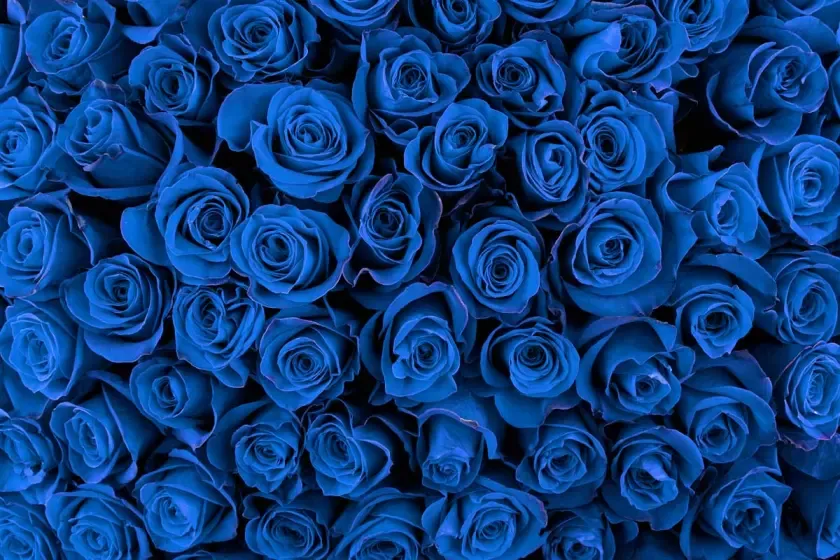 Where to Find the Perfect Bouquet of Blue Roses for Any Occasion