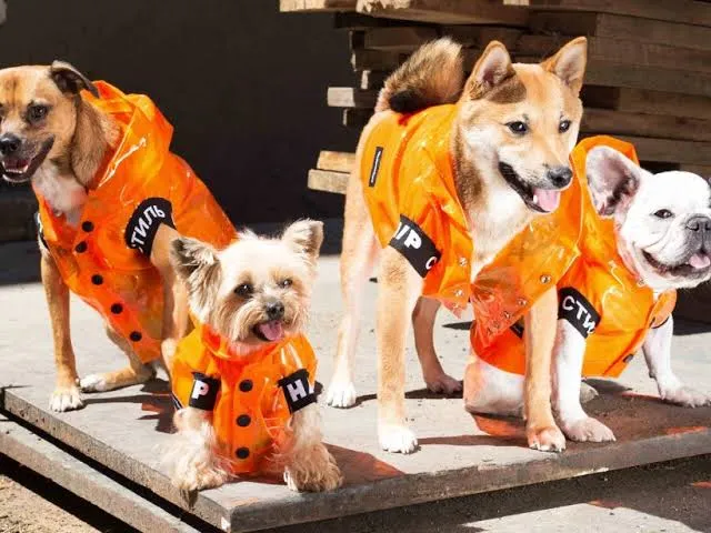 Top 10 Doggie Apparel Brands for Fashionable Pups