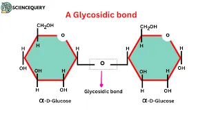 Exploring the Importance of Glycosidic Linkage in Food and Nutrition