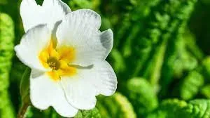 How to Care for Primrose Flowers A Comprehensive Guide