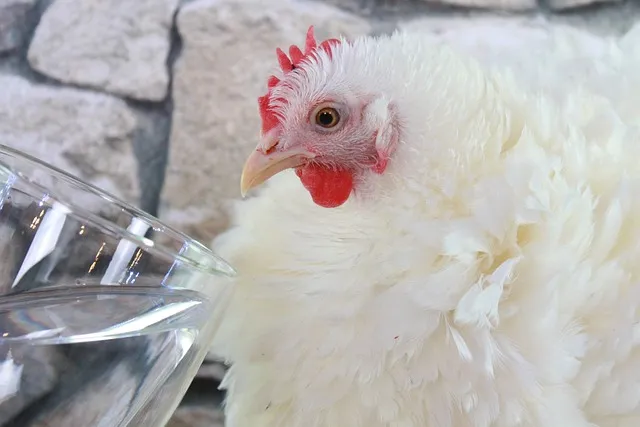 The Ultimate Guide to Choosing the Best Chicken Waterer for Your Flock