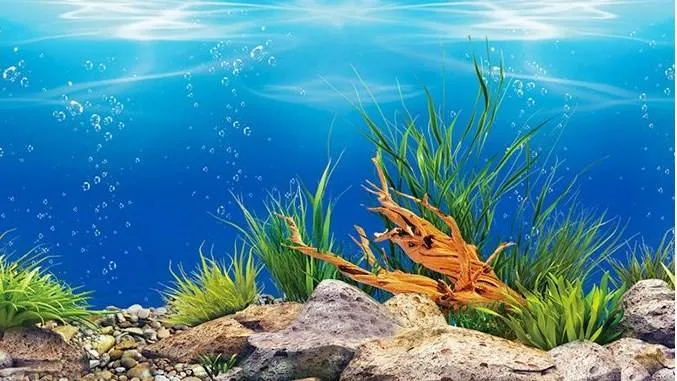 Transform Your Aquarium with the Best 3D Aquarium Backgrounds A ...