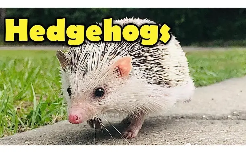 The Fascinating World of Hedgehog Skeletons What You Need to Know